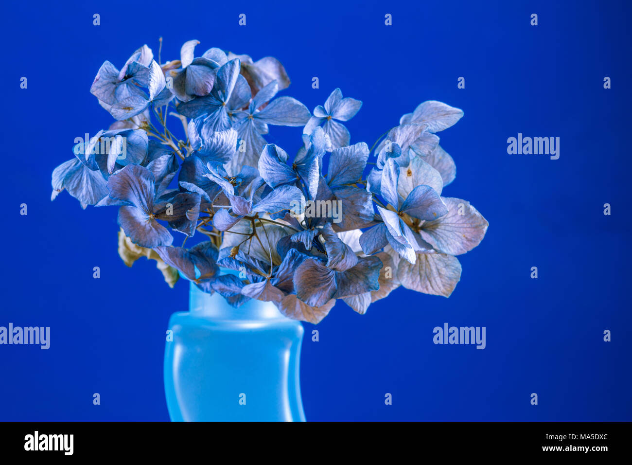 Still life with hydrangea Stock Photo - Alamy