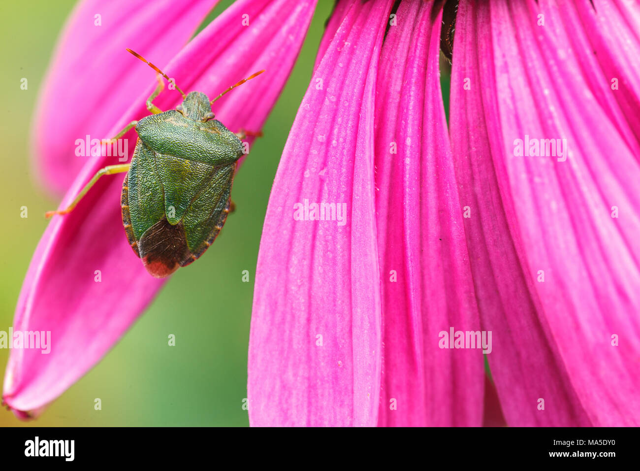 green shield bug, Palomena prasina on purple coneflower Stock Photo - Alamy