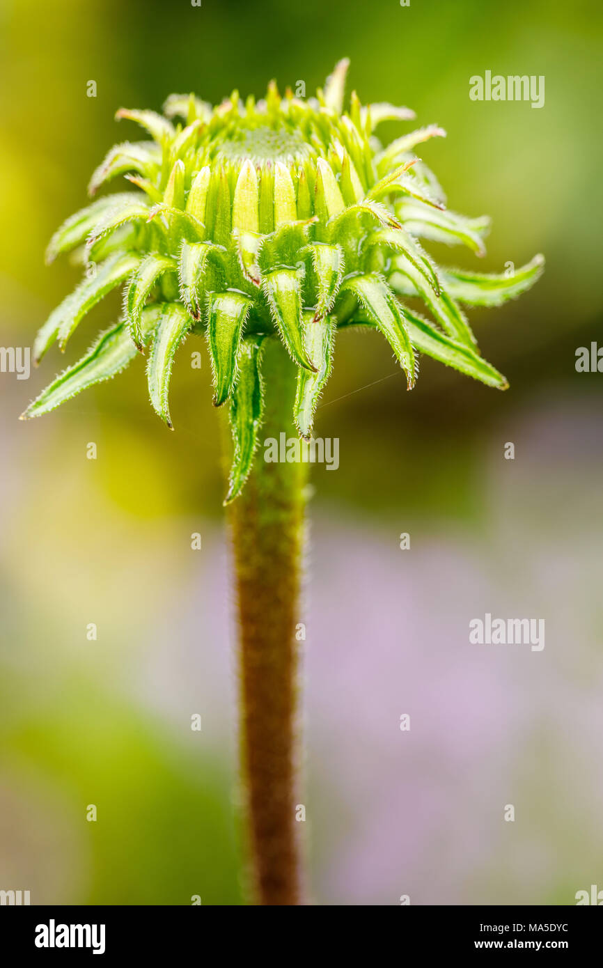 Coneflower Bud Stock Photos & Coneflower Bud Stock Images - Alamy