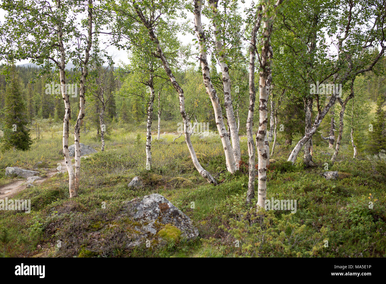 Birch forest in sarek national park hi-res stock photography and images ...