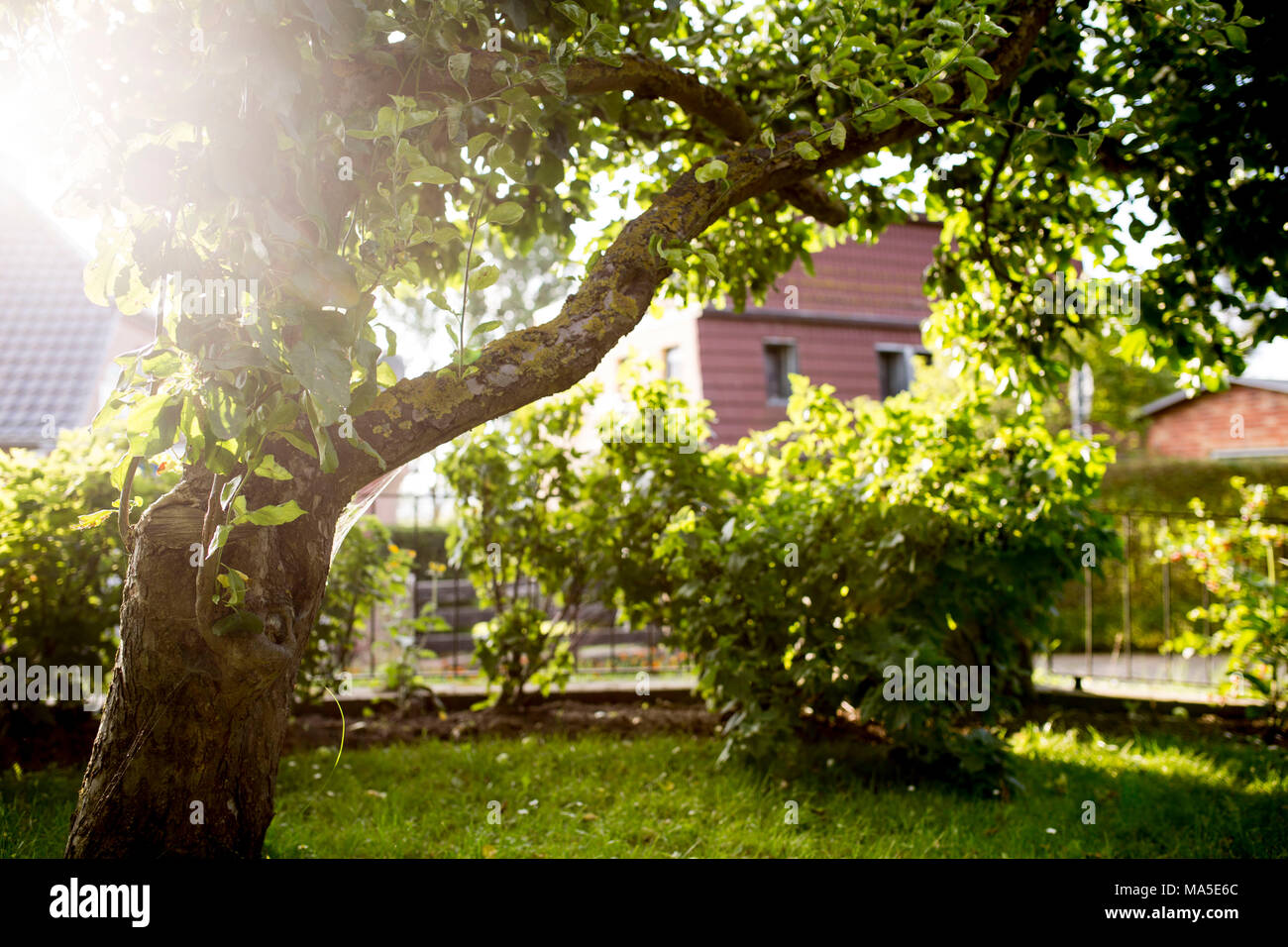 Apple tree in a garden Stock Photo - Alamy