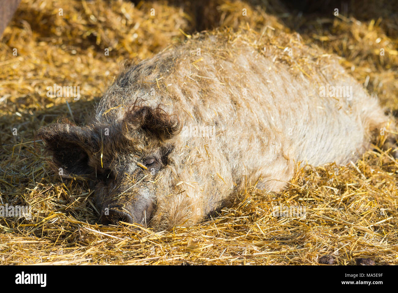 Mangalitsa hi-res stock photography and images - Alamy