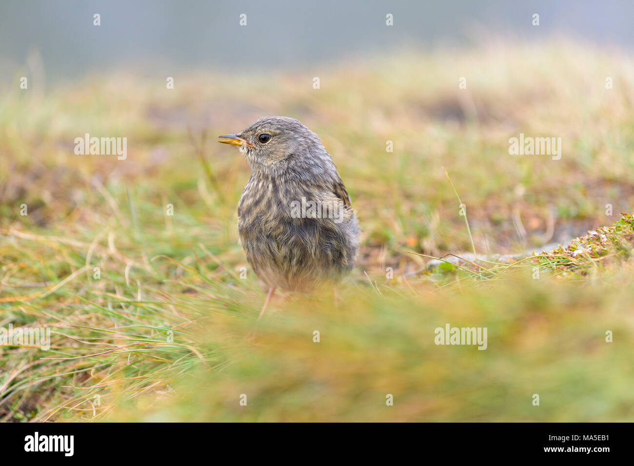Alpine Accentor, Prunella collaris, Hohe Tauern National park, Austria ...