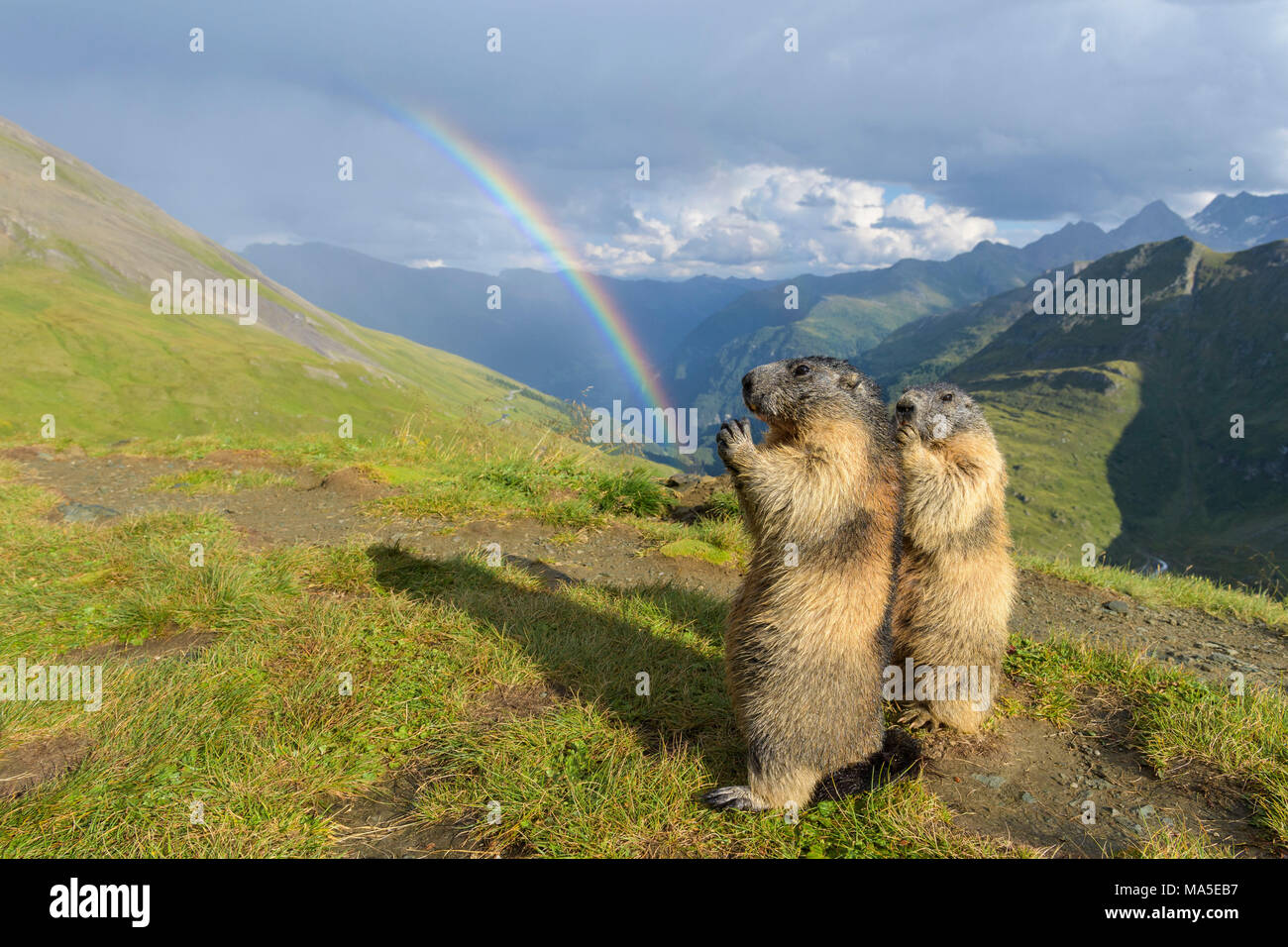 Two standing animals with rainbow hi-res stock photography and images ...