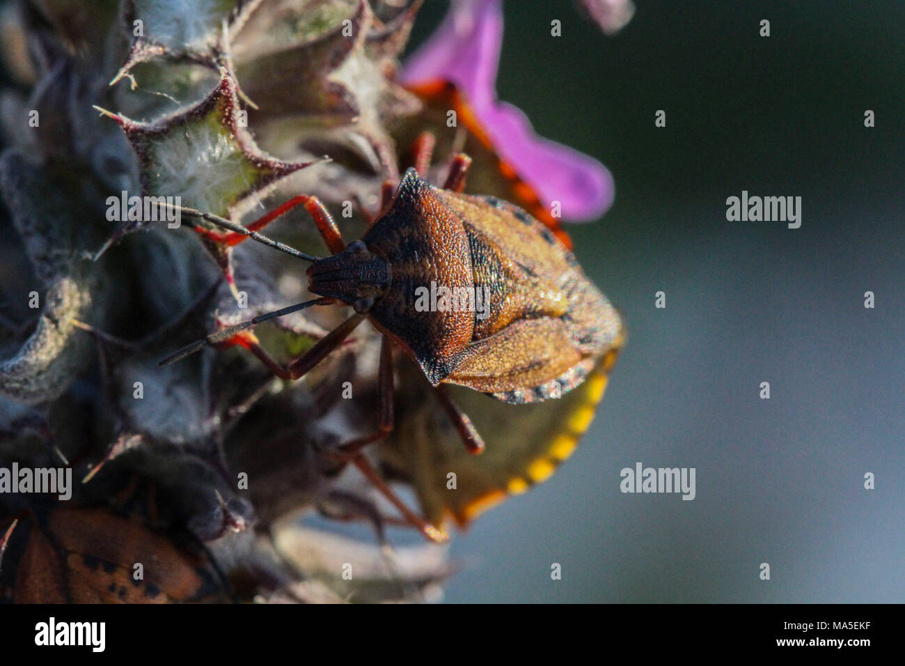 Mother bug hi-res stock photography and images - Alamy