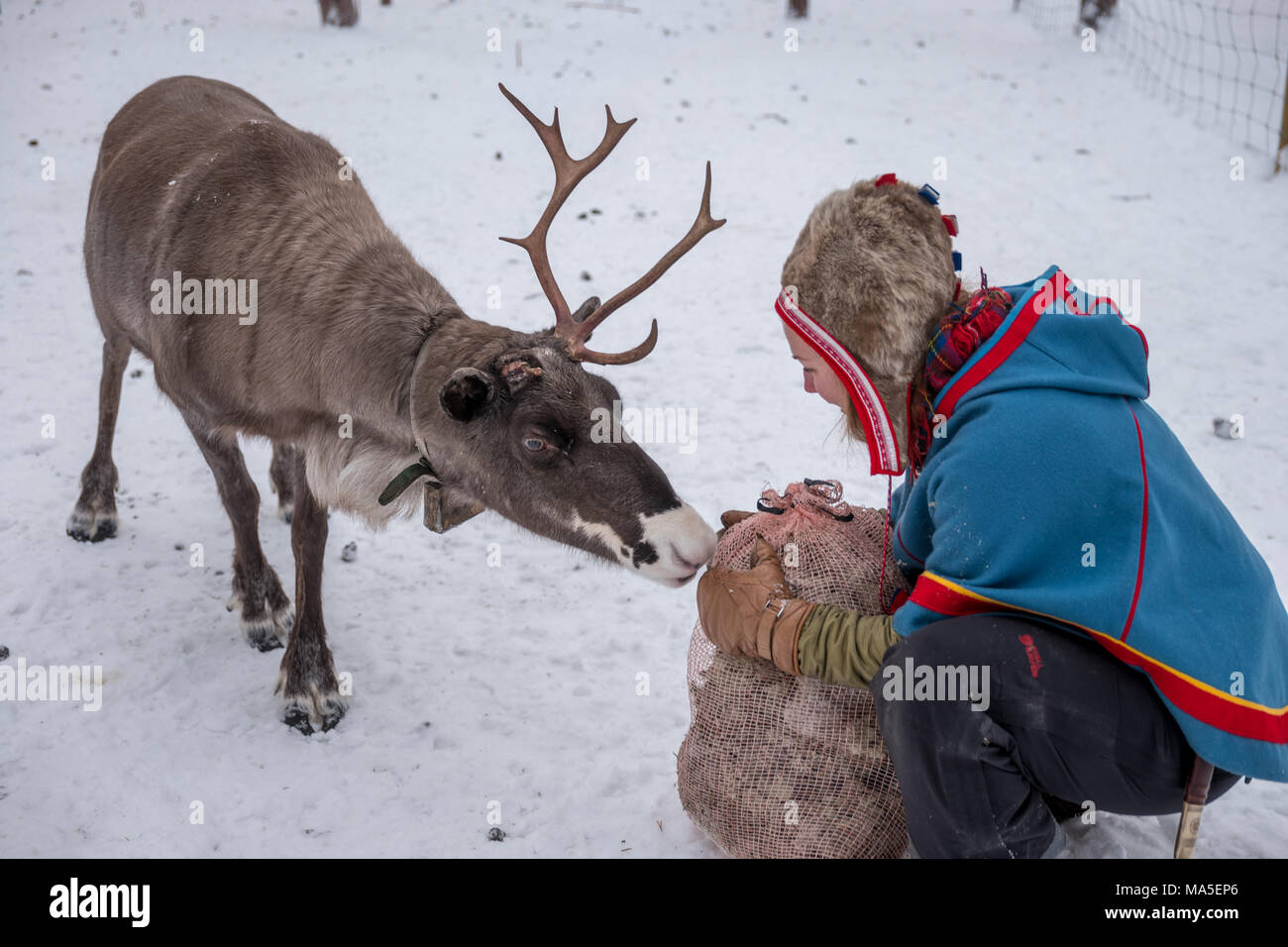 Visiting a Sami farm in Harads, Sweden Stock Photo - Alamy