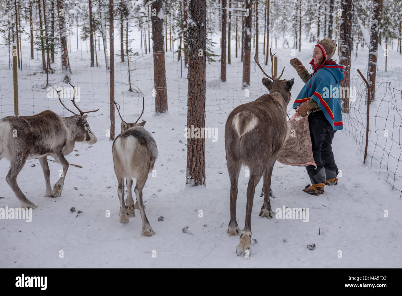 Feeding Reindeer at Sami Farm Stock Photo - Alamy