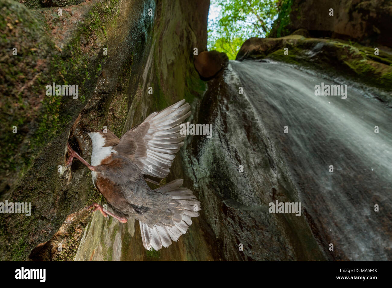white-throated dipper at nest in the waterfall, Trentino Alto-Adige ...