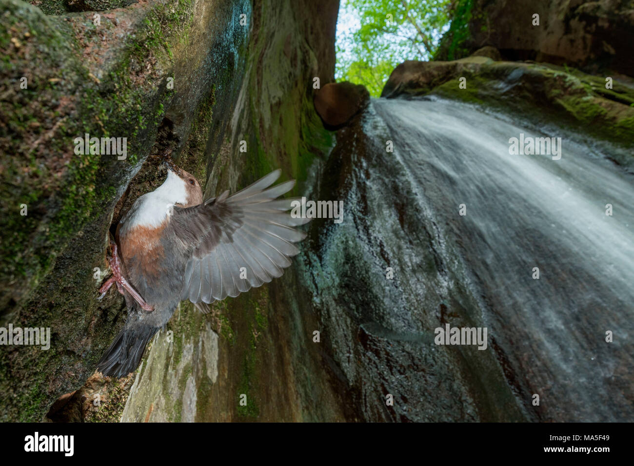 white-throated dipper at nest in the waterfall, Trentino Alto-Adige ...