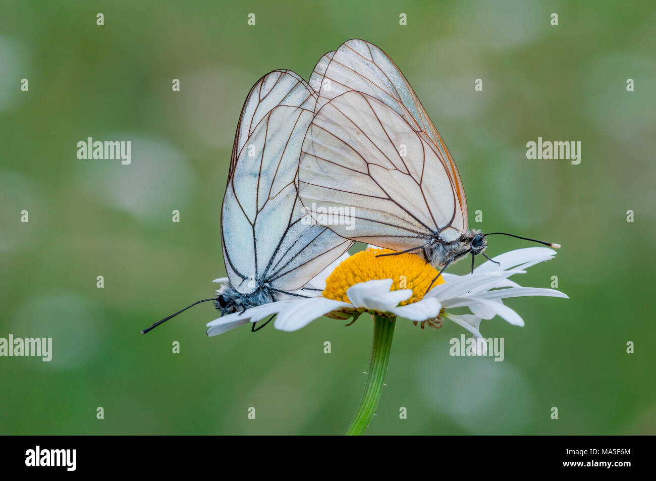 Insect coupling hi-res stock photography and images - Alamy