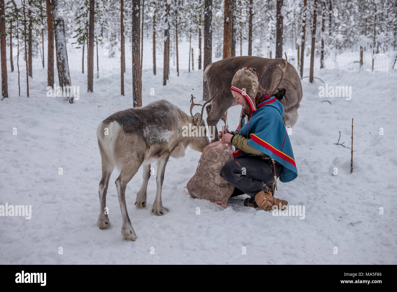 Feeding Reindeer at Sami Farm Stock Photo - Alamy