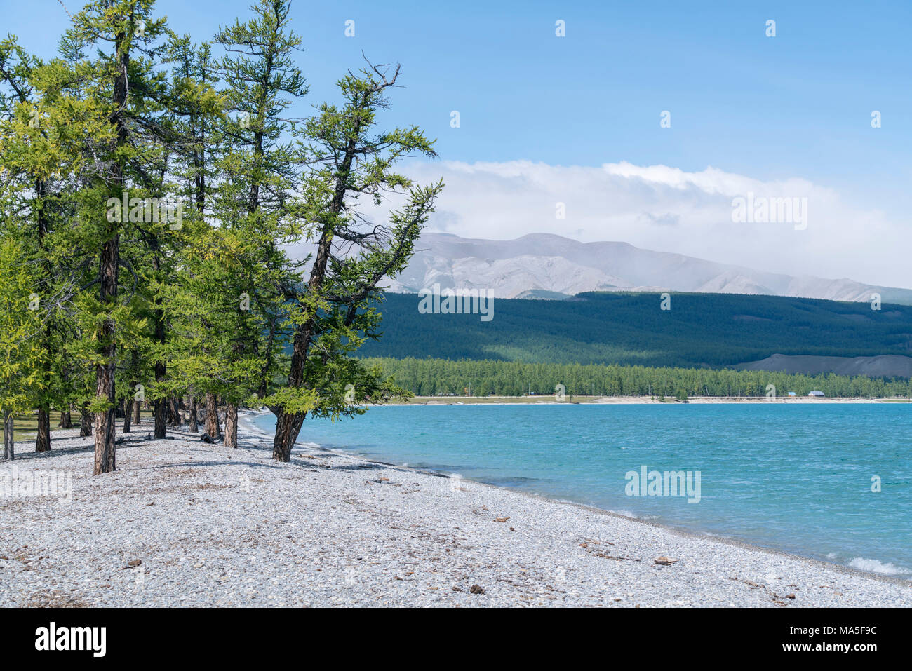 Fir trees on the pebble shores of Hovsgol Lake. Hovsgol province ...