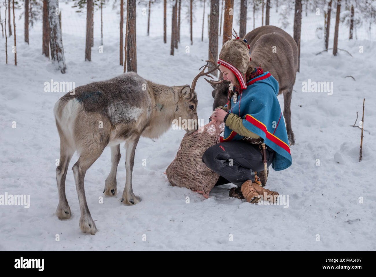 Feeding Reindeer at Sami Farm Stock Photo - Alamy