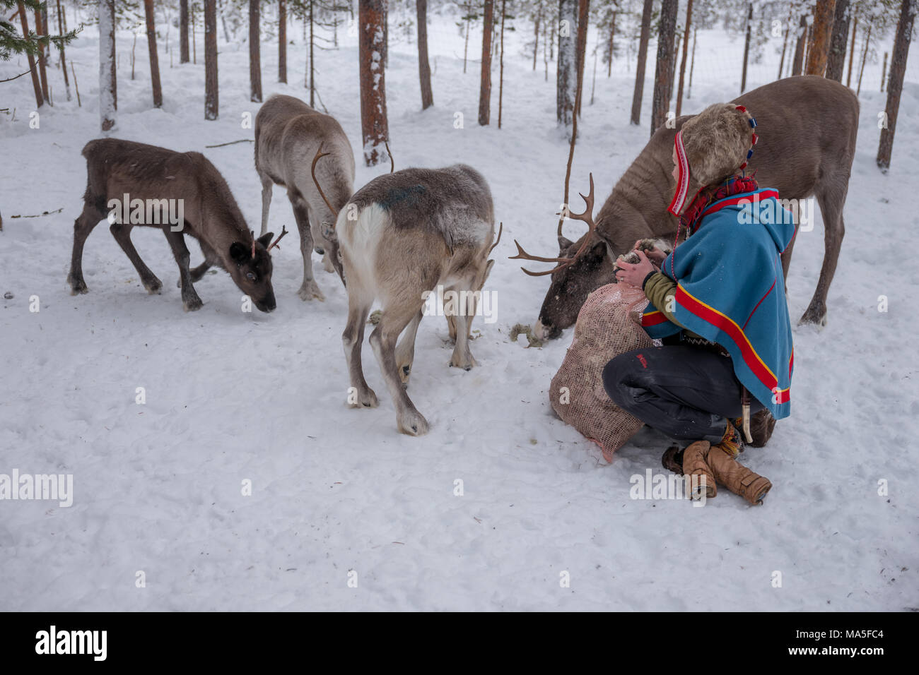Feeding Reindeer at Sami Farm Stock Photo - Alamy