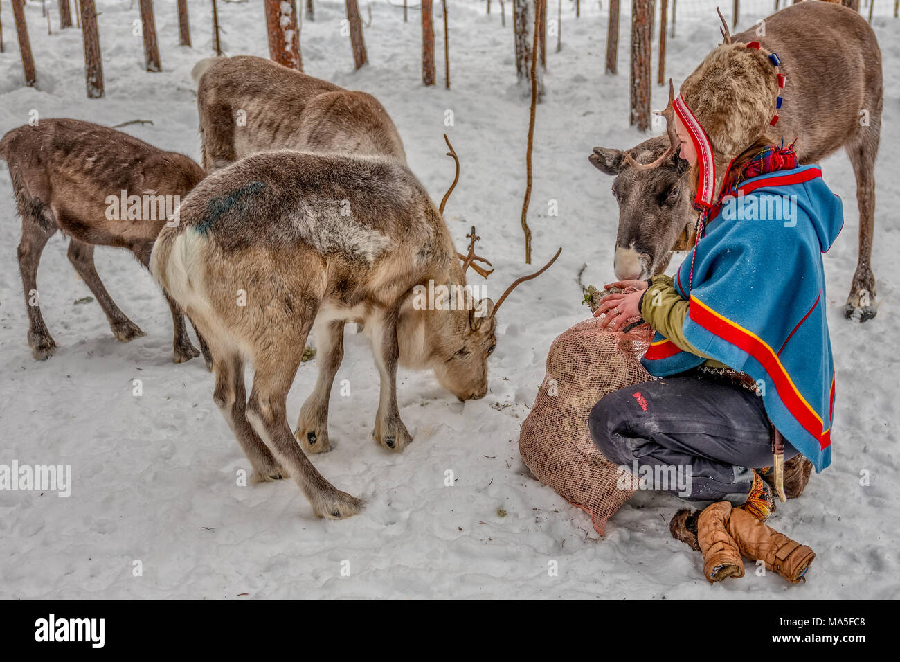 Feeding Reindeer at Sami Farm Stock Photo - Alamy