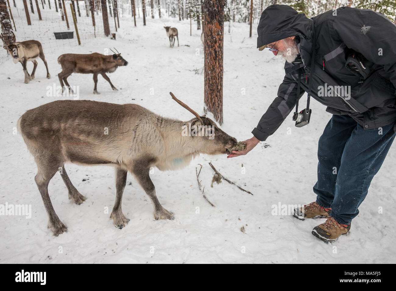 Feeding Reindeer on a Sami Farm Stock Photo - Alamy