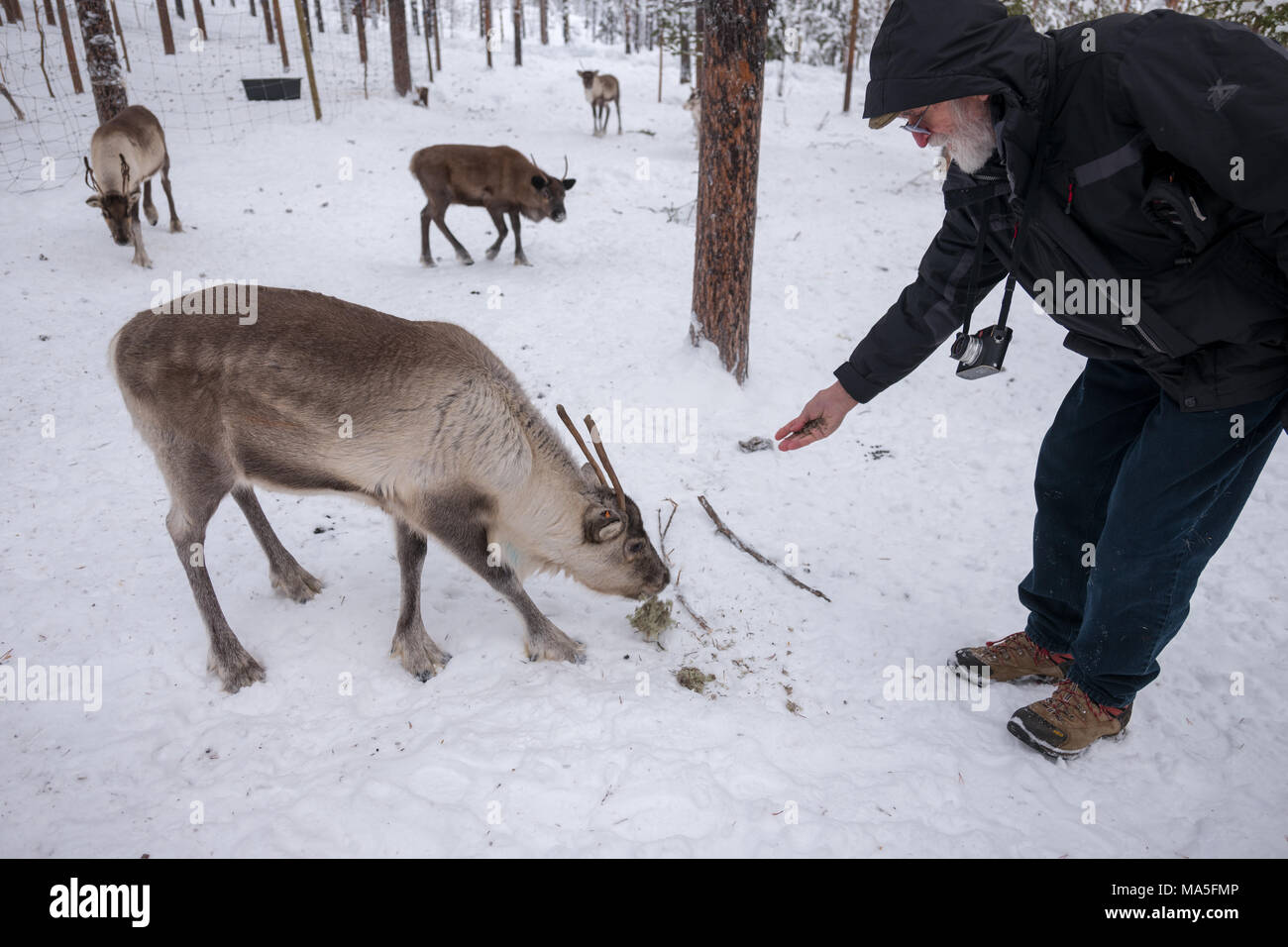 Feeding Reindeer on a Sami Farm Stock Photo - Alamy