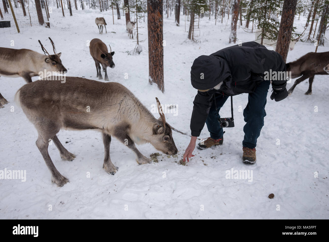 Feeding Reindeer on a Sami Farm Stock Photo - Alamy