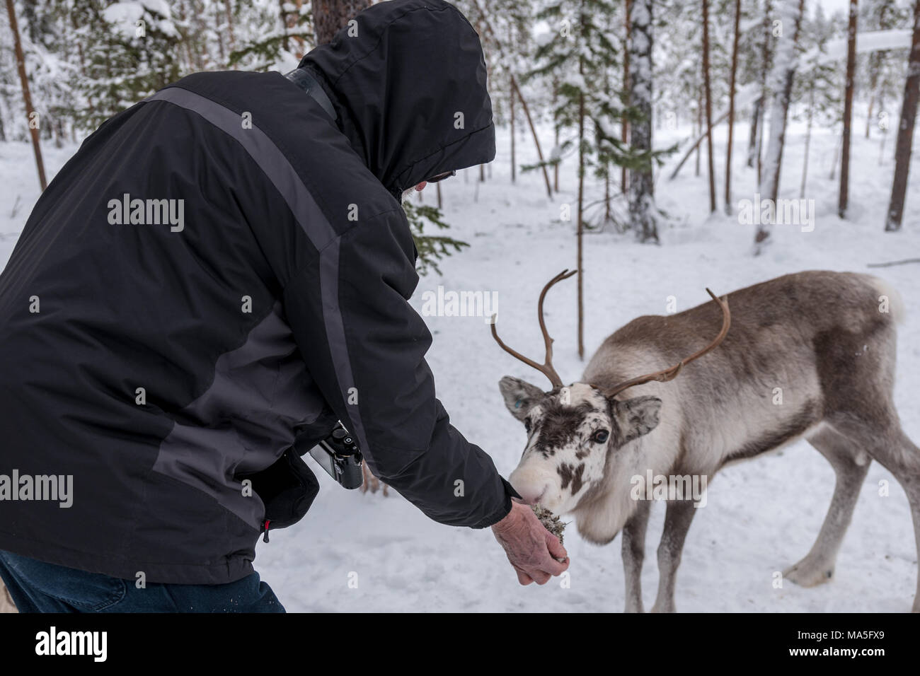 Feeding Reindeer on a Sami Farm Stock Photo - Alamy