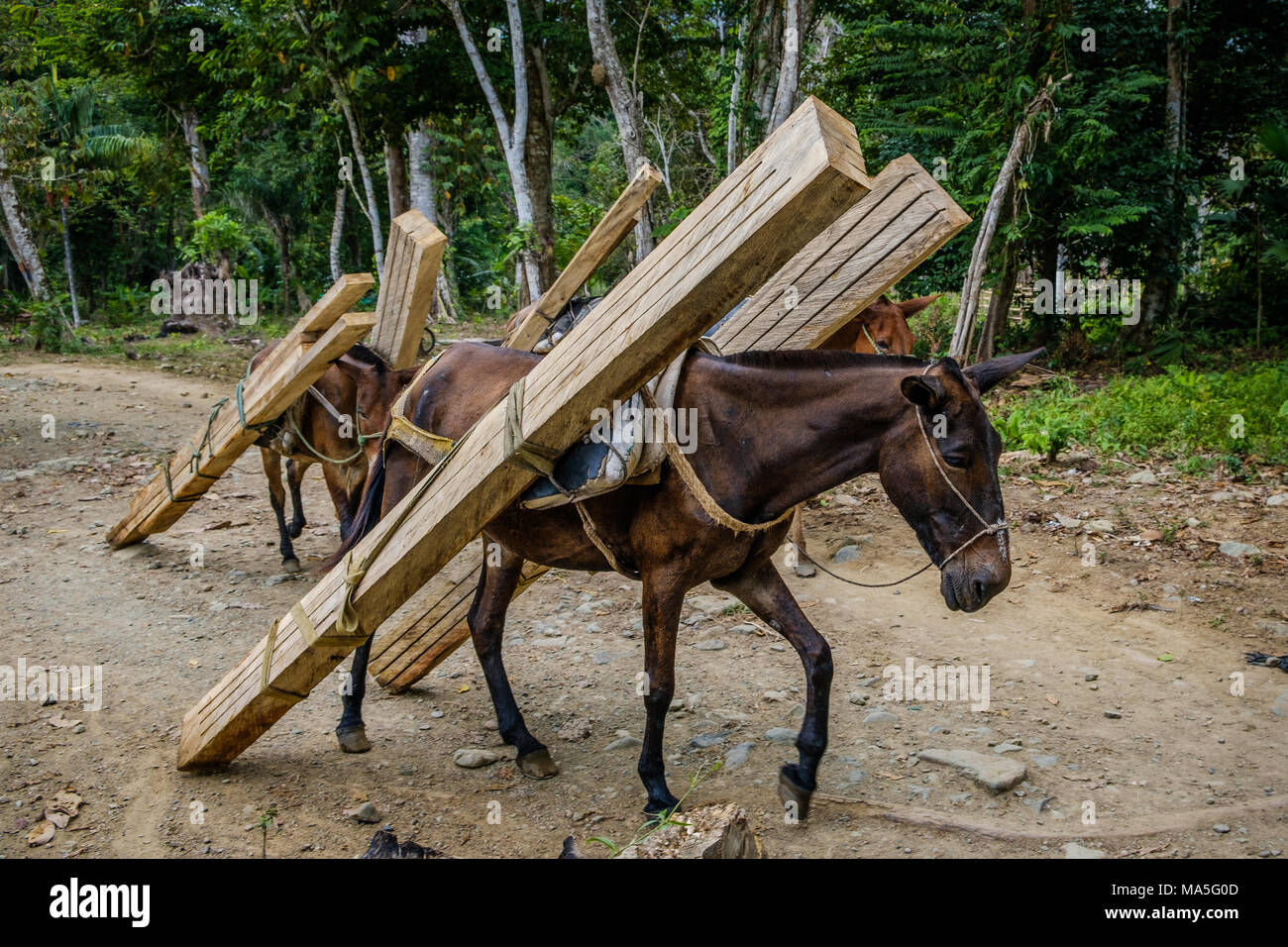 Animal carrying wood hi-res stock photography and images - Alamy
