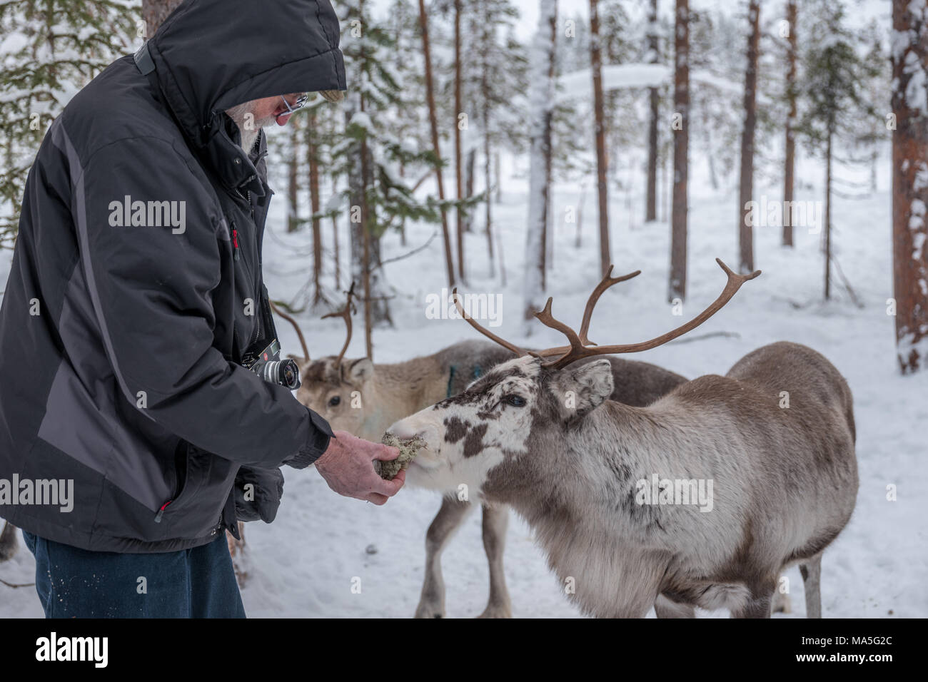 Feeding Reindeer on a Sami Farm Stock Photo - Alamy