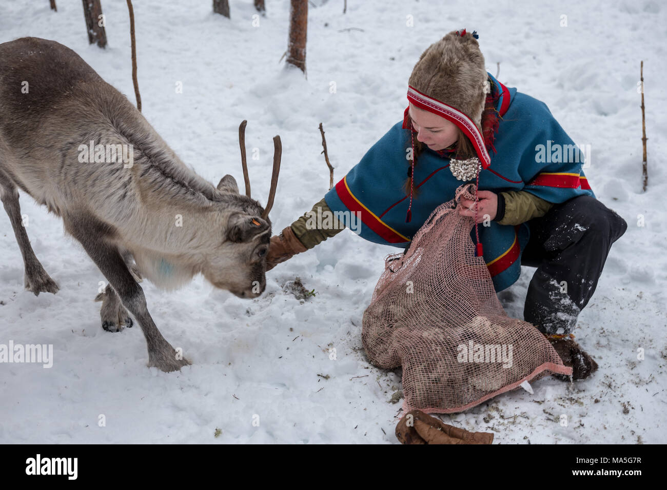 Feeding Reindeer on a Sami Farm Stock Photo - Alamy