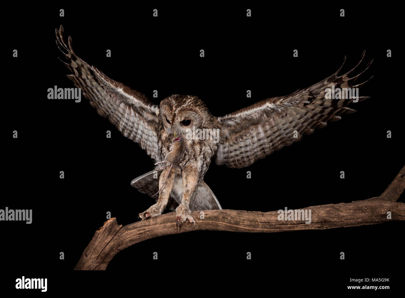 A Tawny owl in night flight with a mouse in its beak, Trentino Alto ...
