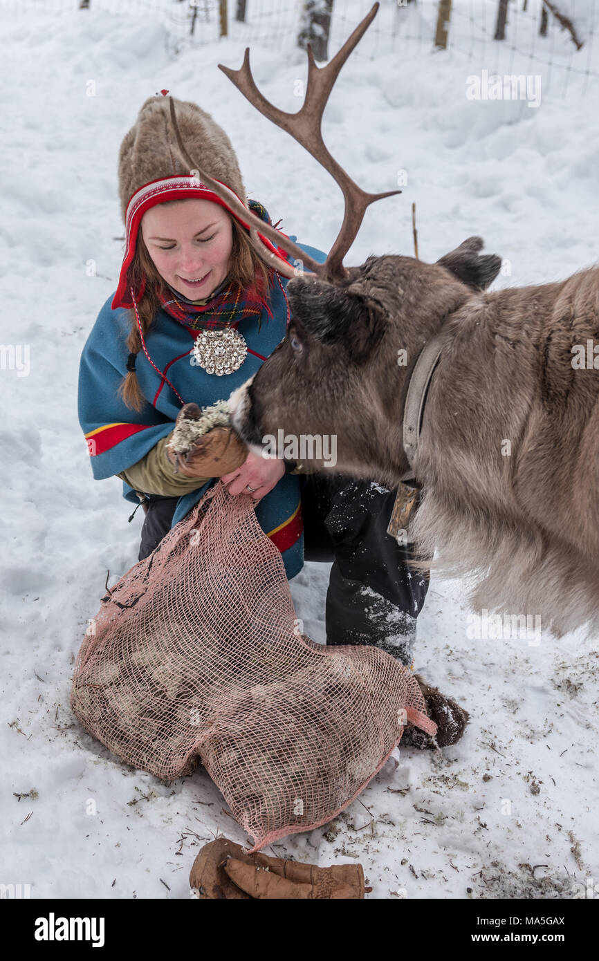 Feeding Reindeer on a Sami Farm Stock Photo - Alamy