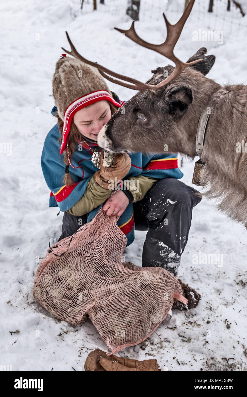 Feeding Reindeer on a Sami Farm Stock Photo - Alamy
