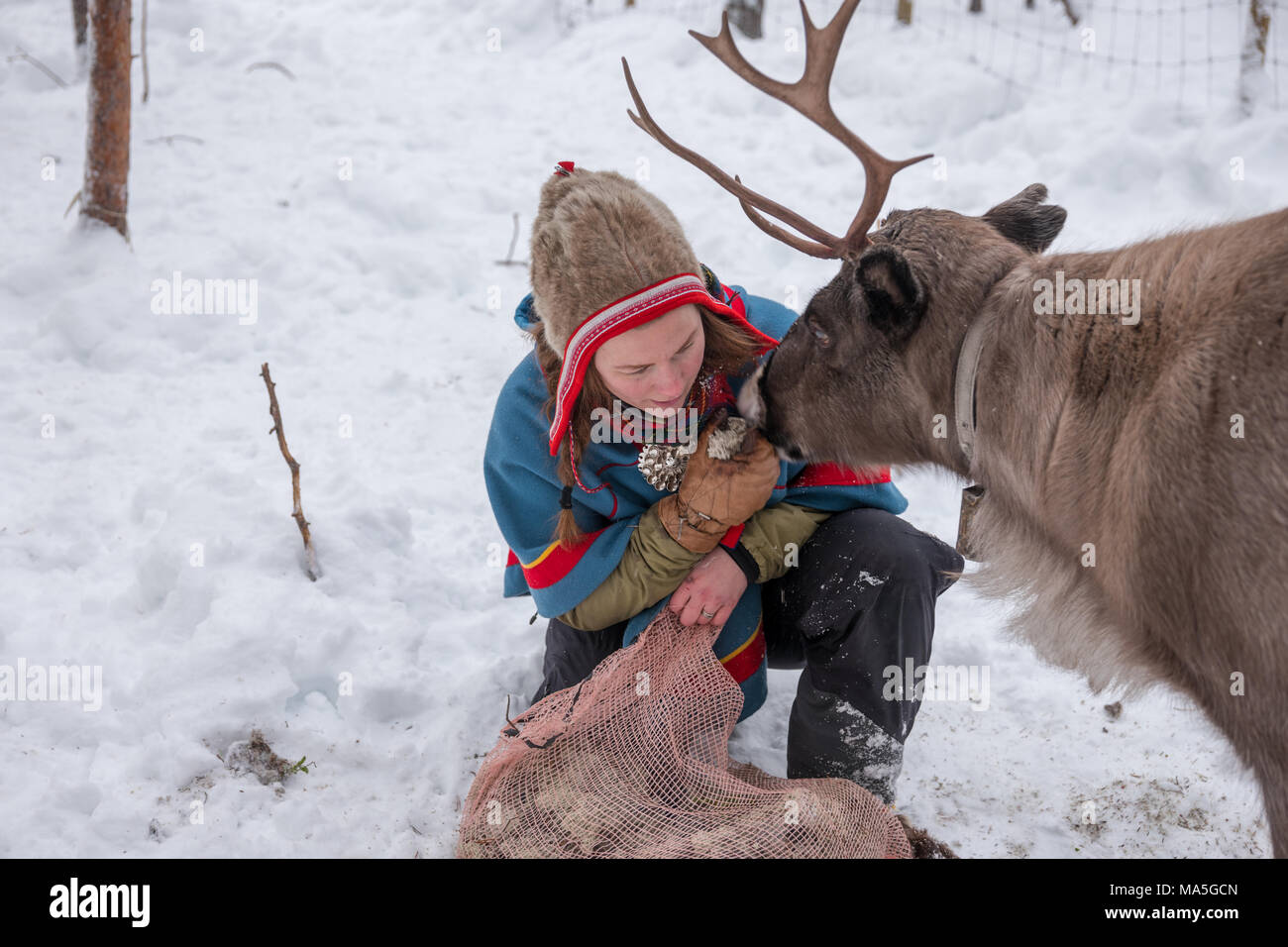 Feeding Reindeer on a Sami Farm Stock Photo - Alamy