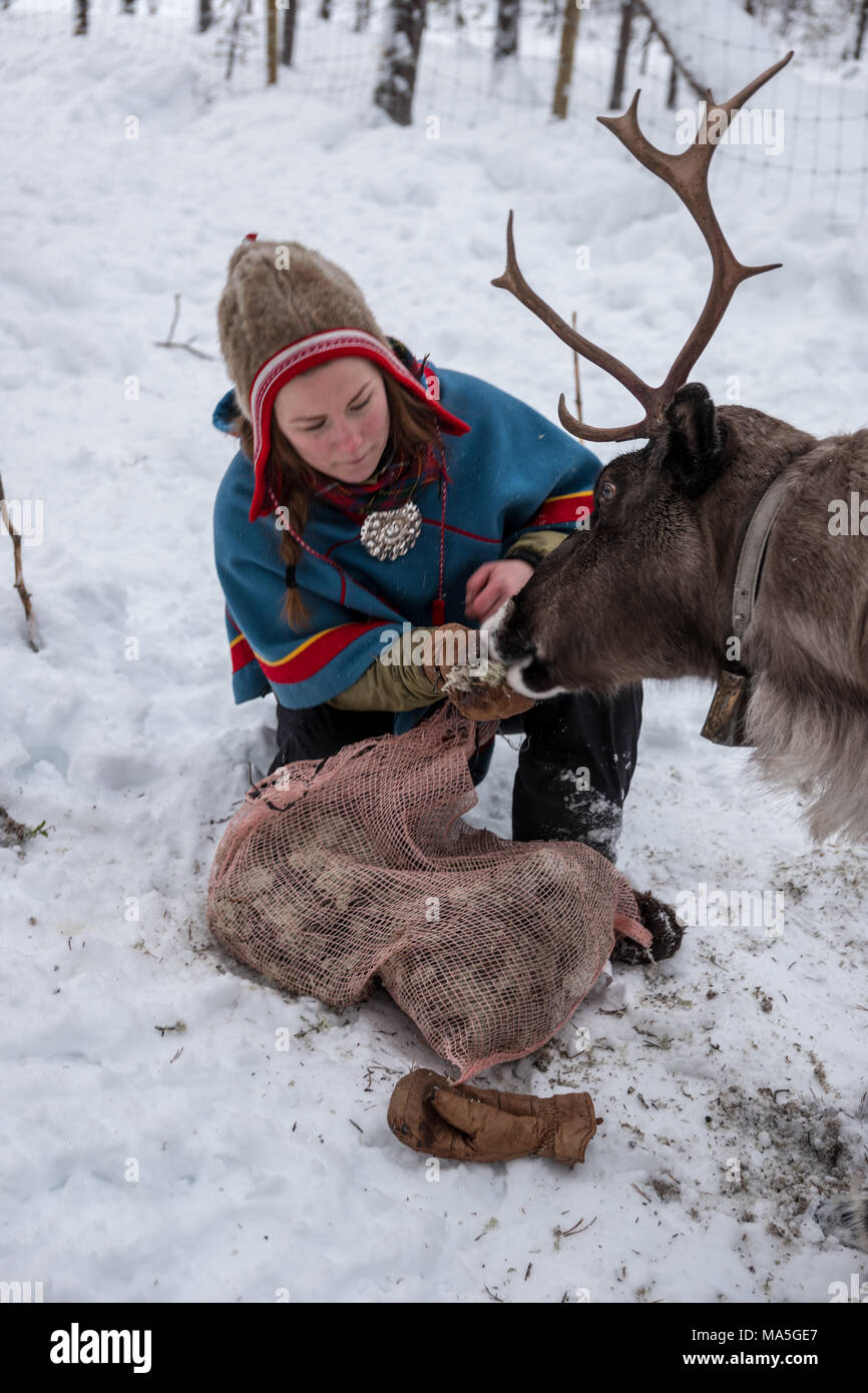 Feeding Reindeer on a Sami Farm Stock Photo - Alamy