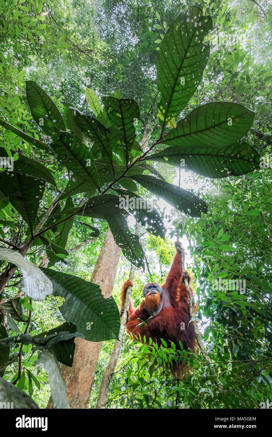 Sumatran orangutan climbing a tree in Gunung Leuser National Park ...