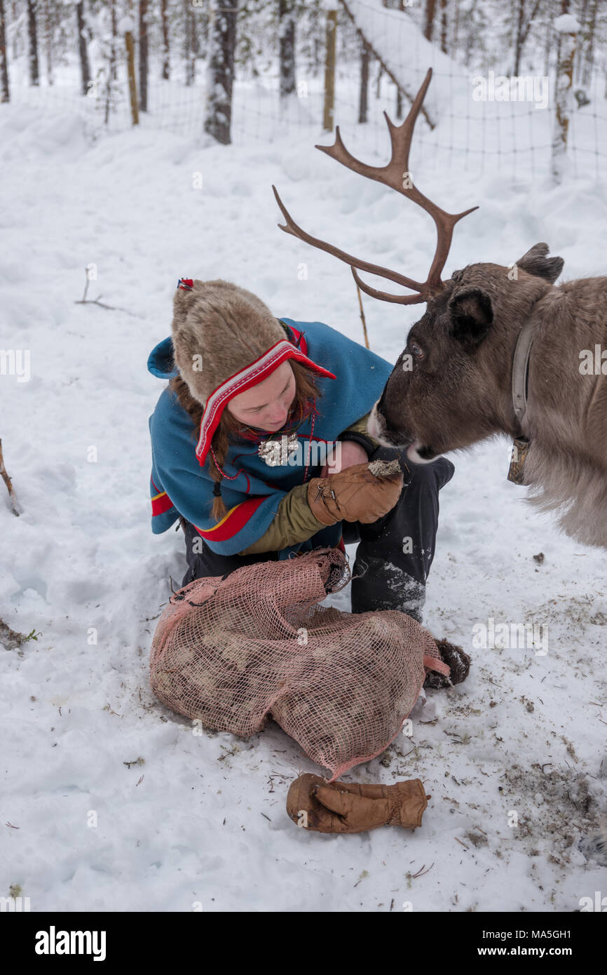 Feeding Reindeer on a Sami Farm Stock Photo - Alamy