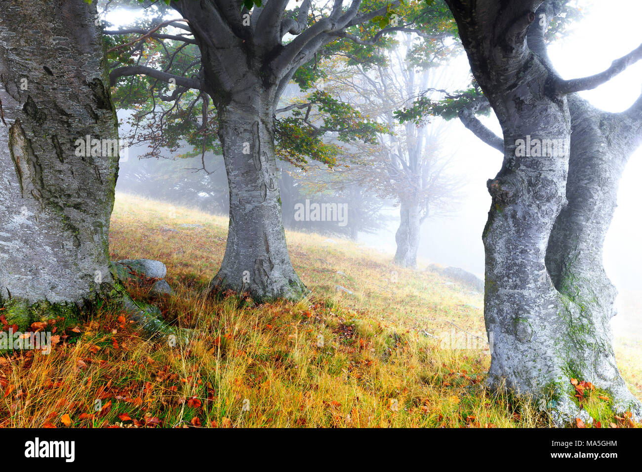 Secular plants hi-res stock photography and images - Alamy