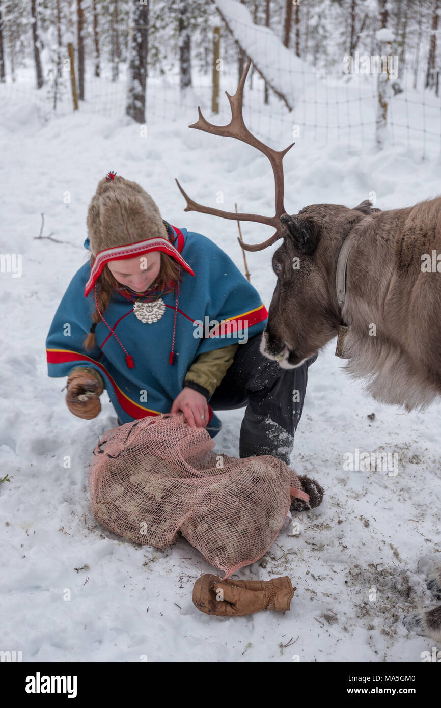 Feeding Reindeer on a Sami Farm Stock Photo - Alamy