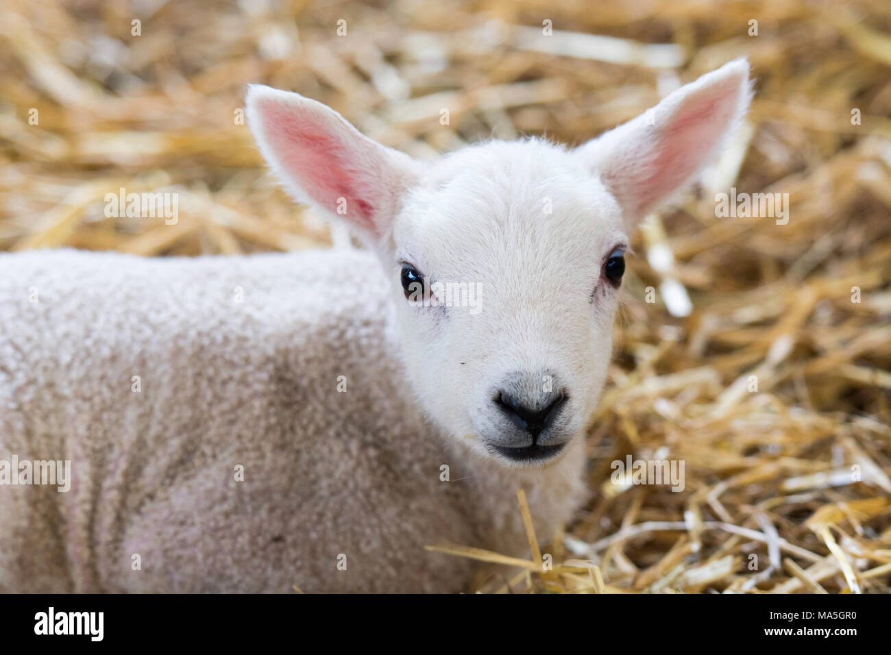 Smiling lamb hi-res stock photography and images - Alamy