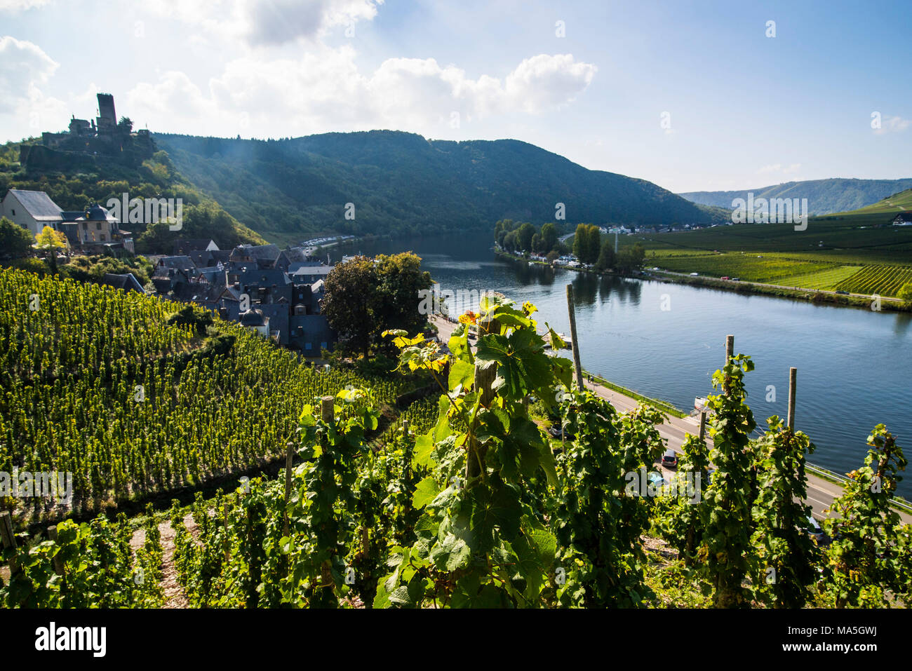Vineyard in moselle valley germany hi-res stock photography and images ...