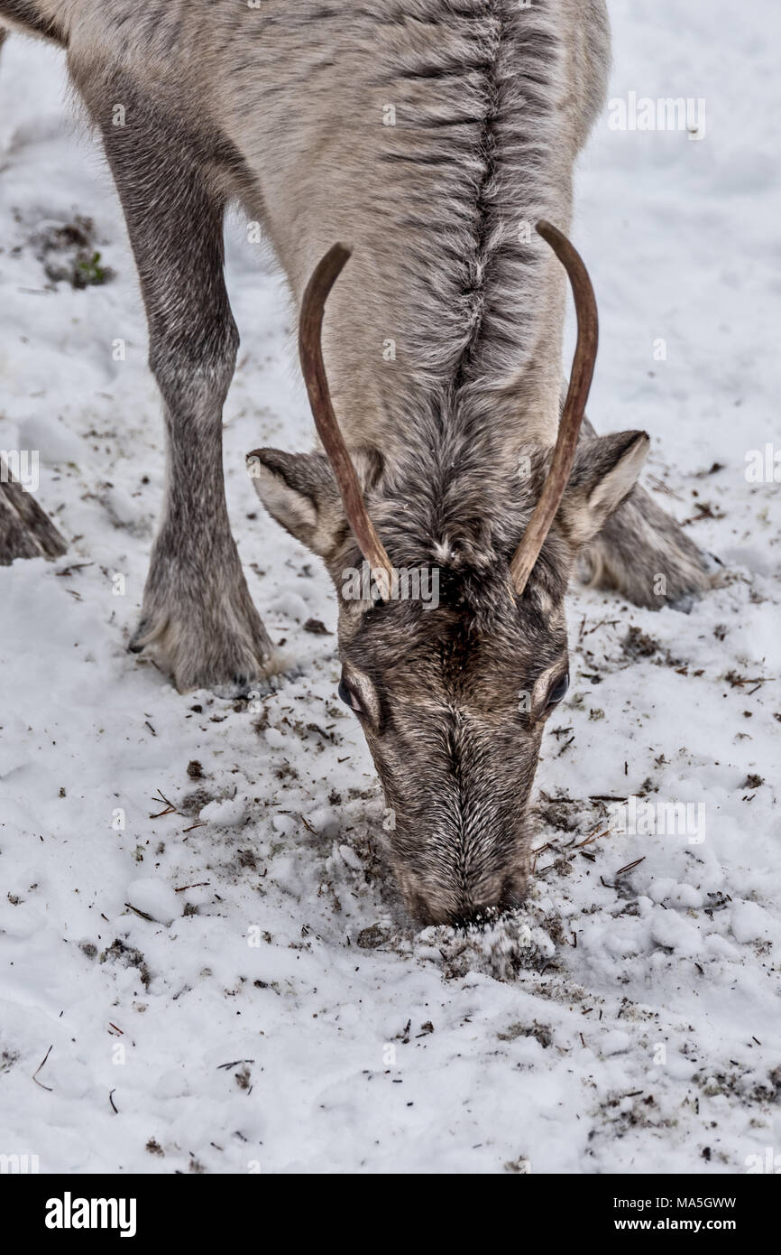 Feeding Reindeer on a Sami Farm Stock Photo - Alamy