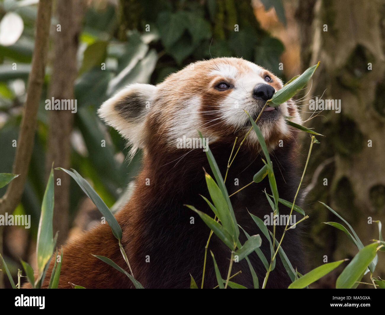 Red panda eats on a tree, the red panda (Ailurus fulgens), also called ...
