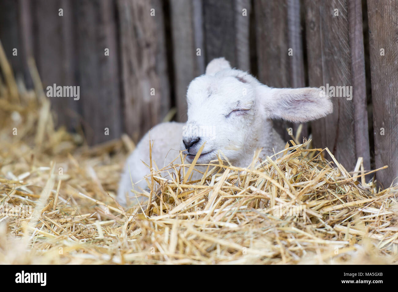 Straw lamb hi-res stock photography and images - Alamy