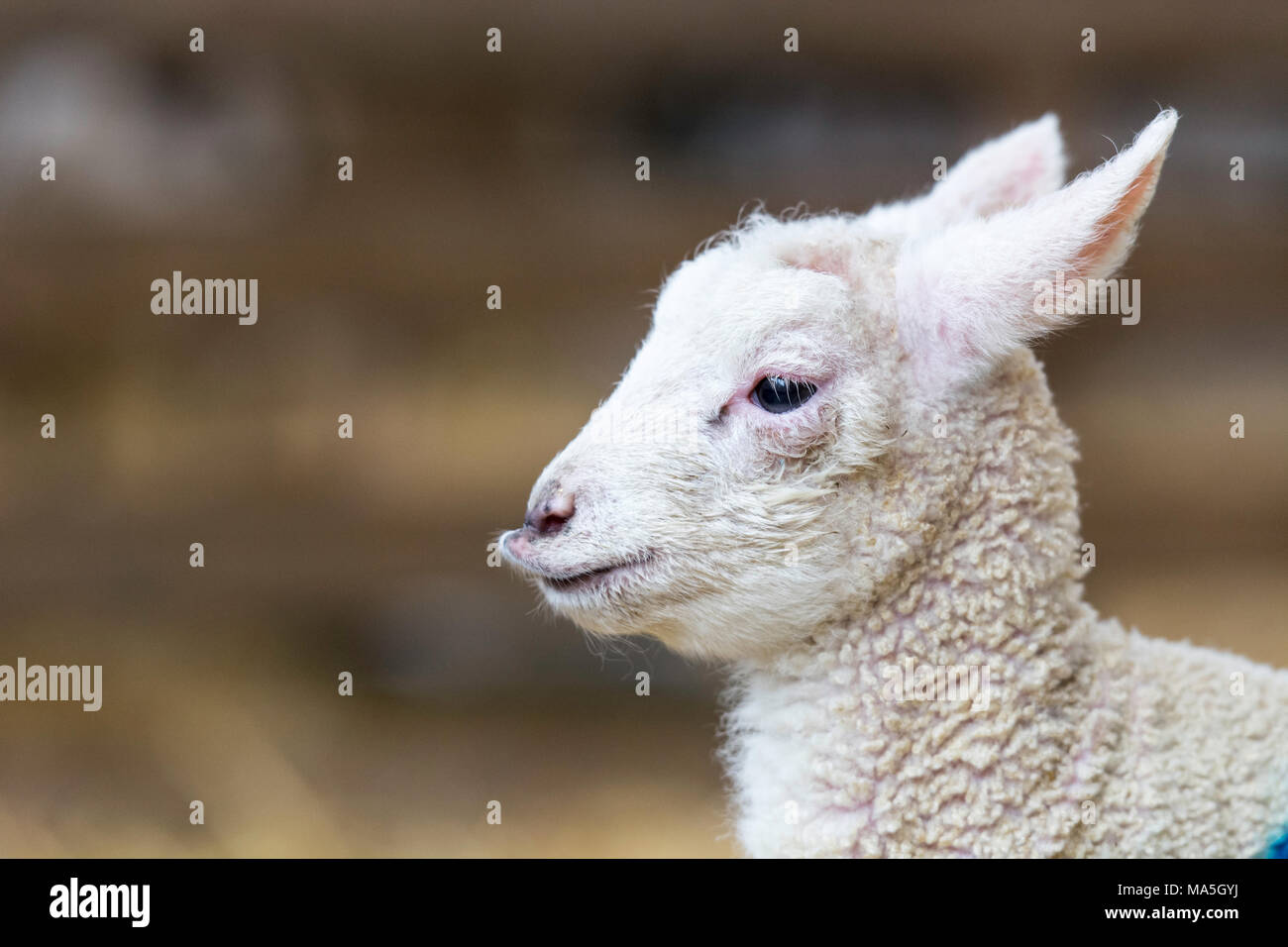 Curled lip hi-res stock photography and images - Alamy