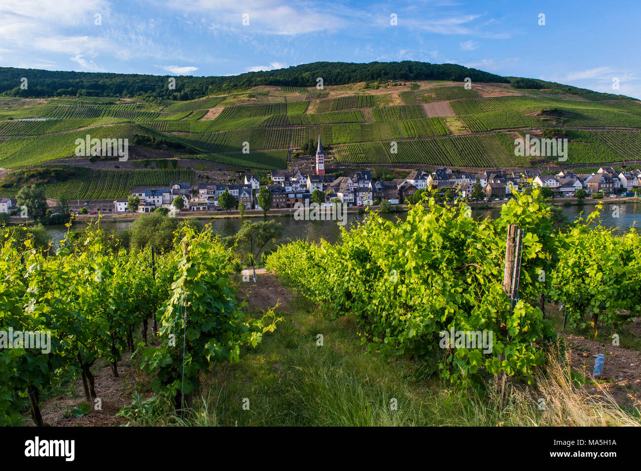 Vinery hi-res stock photography and images - Alamy