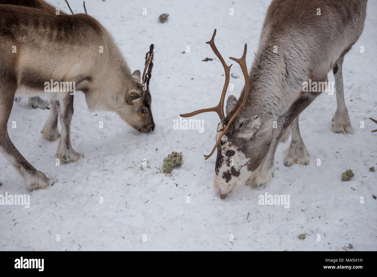 Feeding Reindeer on a Sami Farm Stock Photo - Alamy