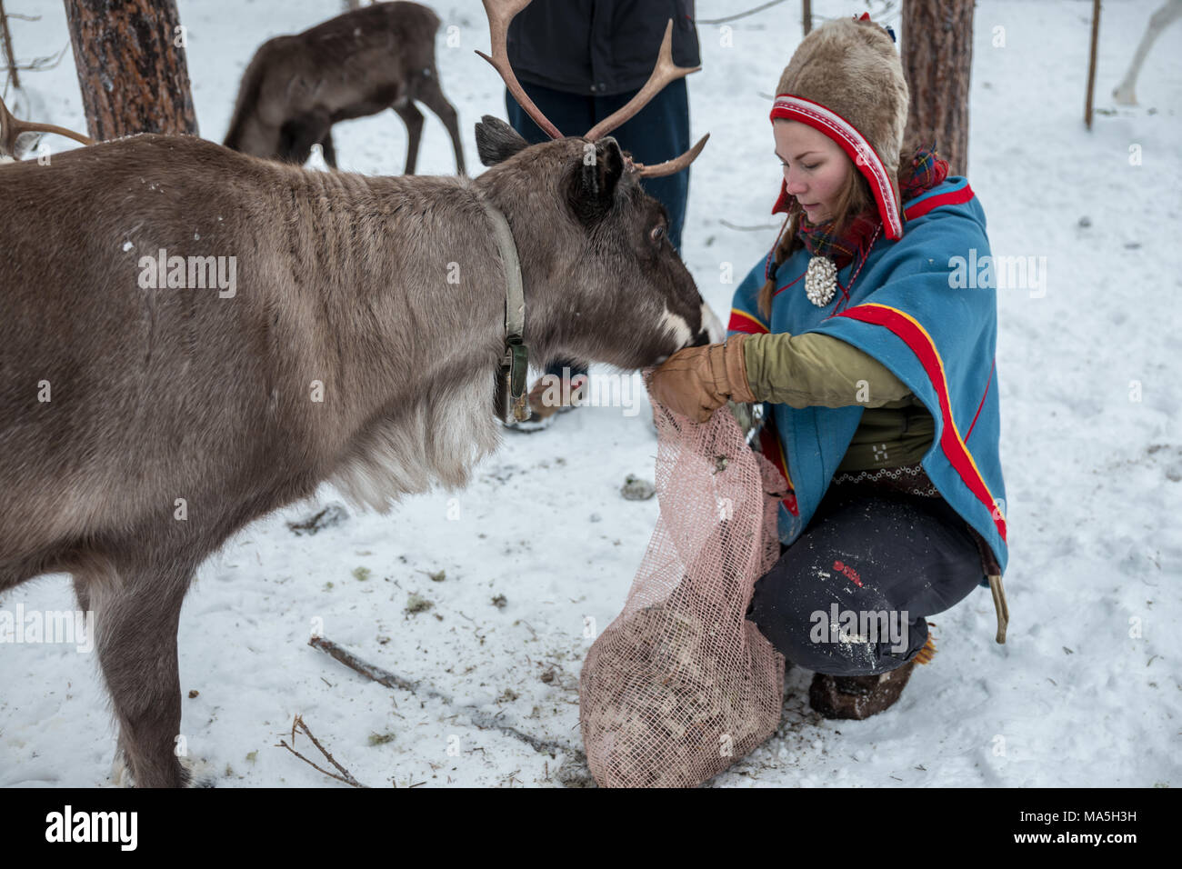 Feeding Reindeer on a Sami Farm Stock Photo - Alamy