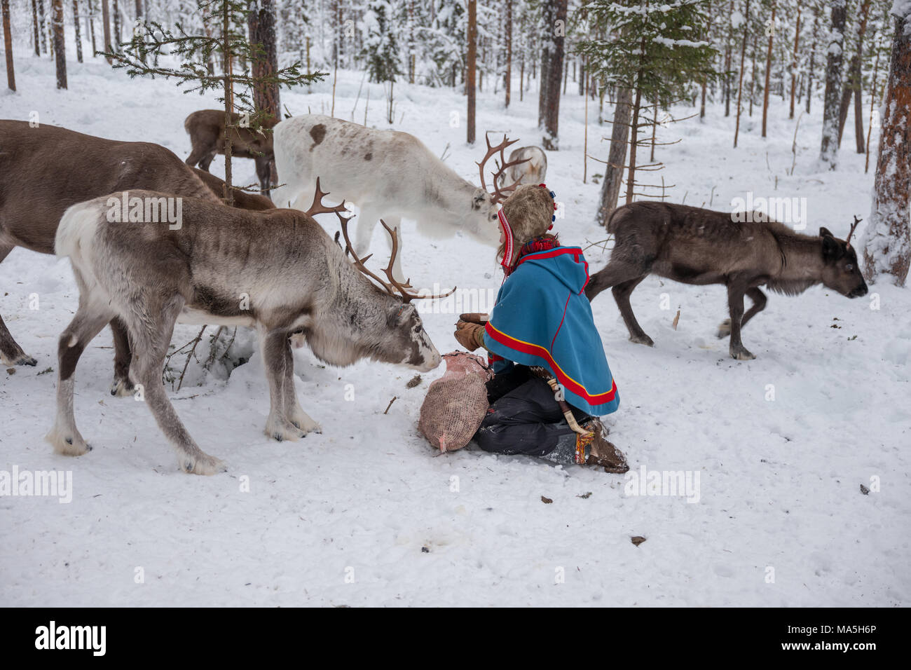 Feeding Reindeer on a Sami Farm Stock Photo - Alamy