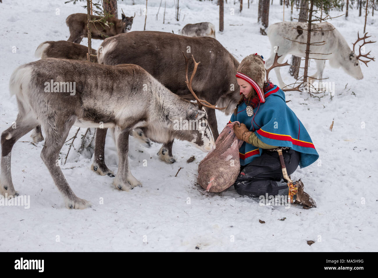 Feeding Reindeer on a Sami Farm Stock Photo - Alamy