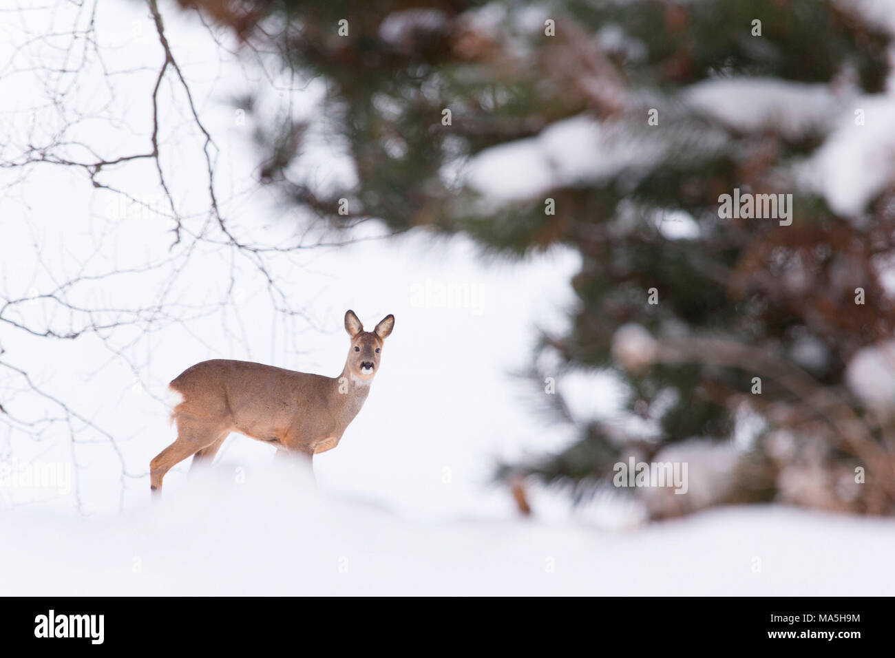 Deer peeks behind the bushes Stock Photo - Alamy