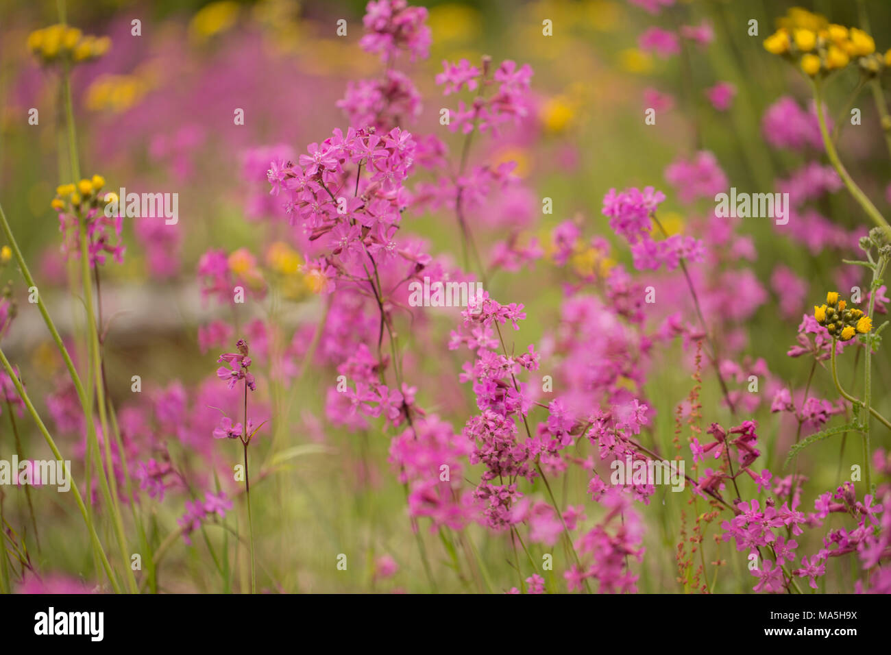 Pink wild flowers hi-res stock photography and images - Alamy