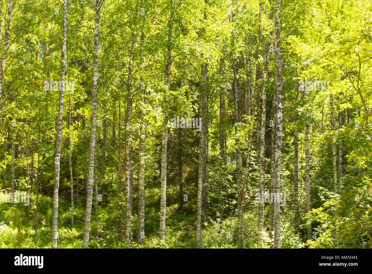 Old Mixed Forest Stock Photo - Alamy