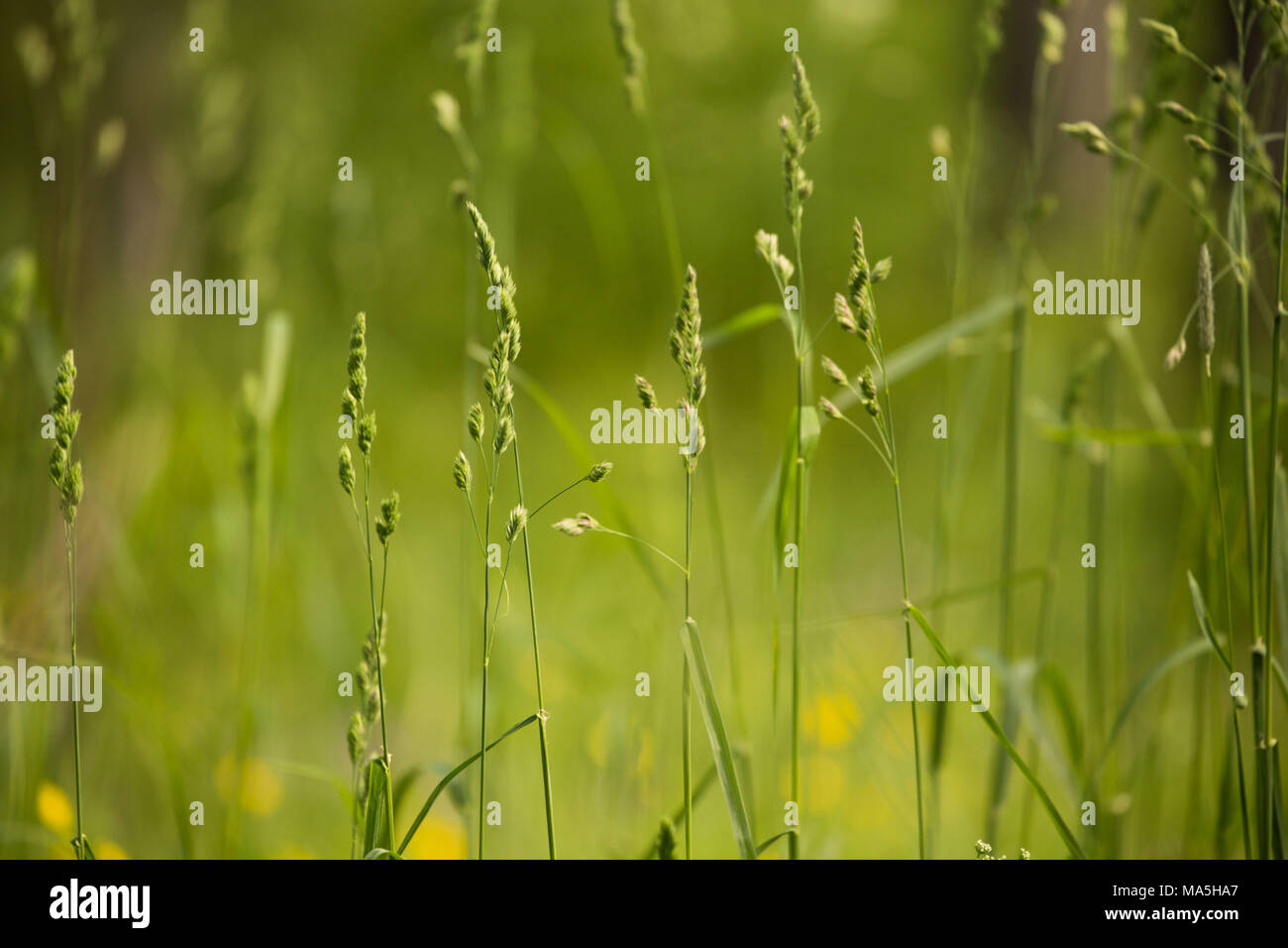 Smmer hi-res stock photography and images - Alamy